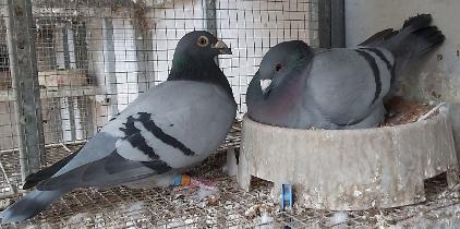 Stock Birds | Northern Gold Coast | Hudson Lofts